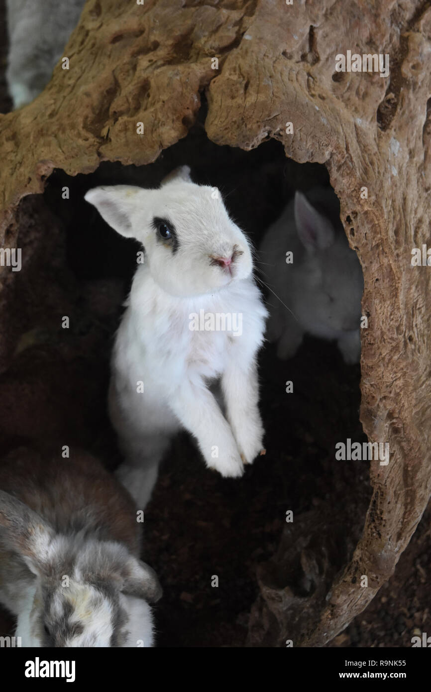 Cute white rabbit standing up on his back legs in a hollow log Stock ...