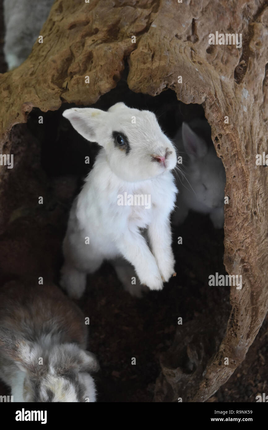 Beautiful wild white rabbit standing up on his hind legs Stock Photo ...
