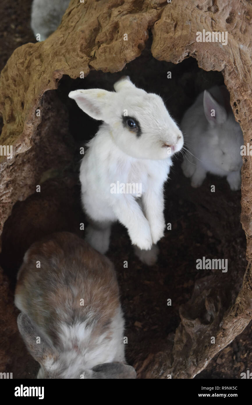 Adorable white rabbit standing up on his hind legs in a log Stock Photo ...