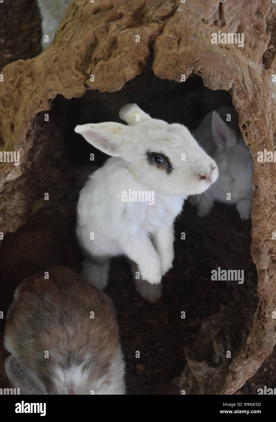 Really adorable face of a white rabbit on his back legs Stock Photo - Alamy