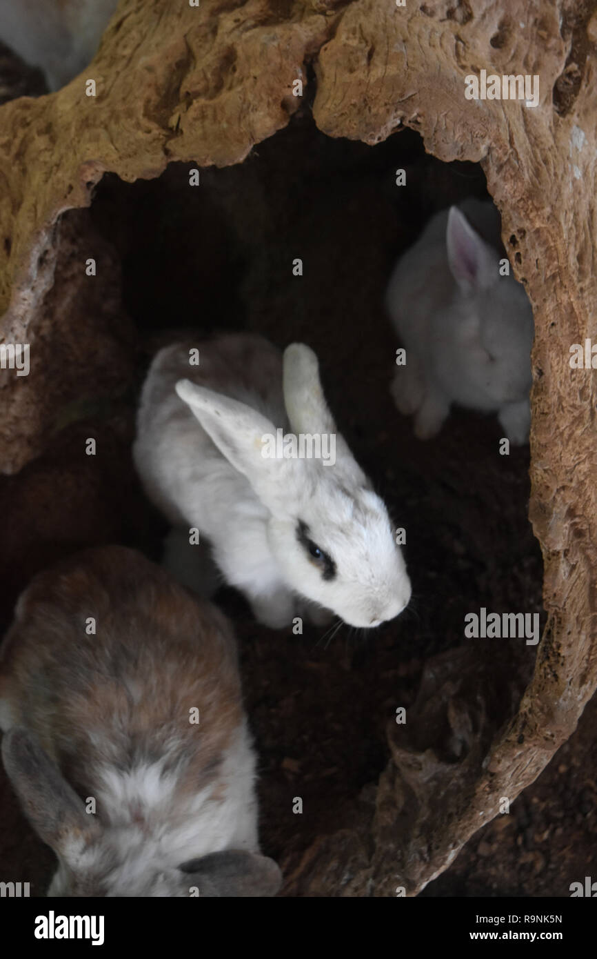 Adorable collection of rabbits playing inside a log Stock Photo - Alamy