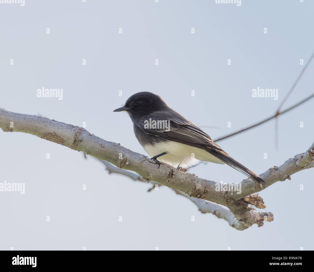 Black phoebe at the Lake Balboa Park in Los Angeles, California Stock ...