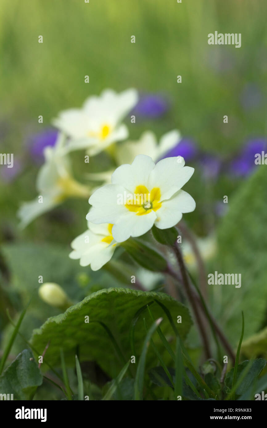 Closeup image of naturalised Yellow Primula (Primroses Stock Photo - Alamy