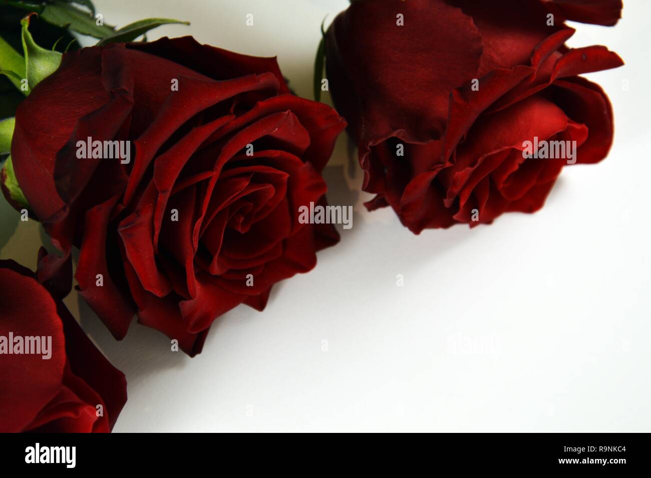 Three red rose on white background, for Valentine’s day Stock Photo - Alamy