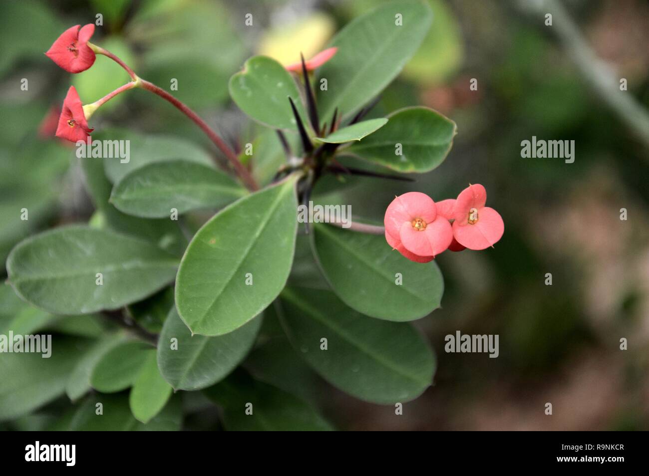 Crown of christ, a plant from Madagascar Stock Photo - Alamy