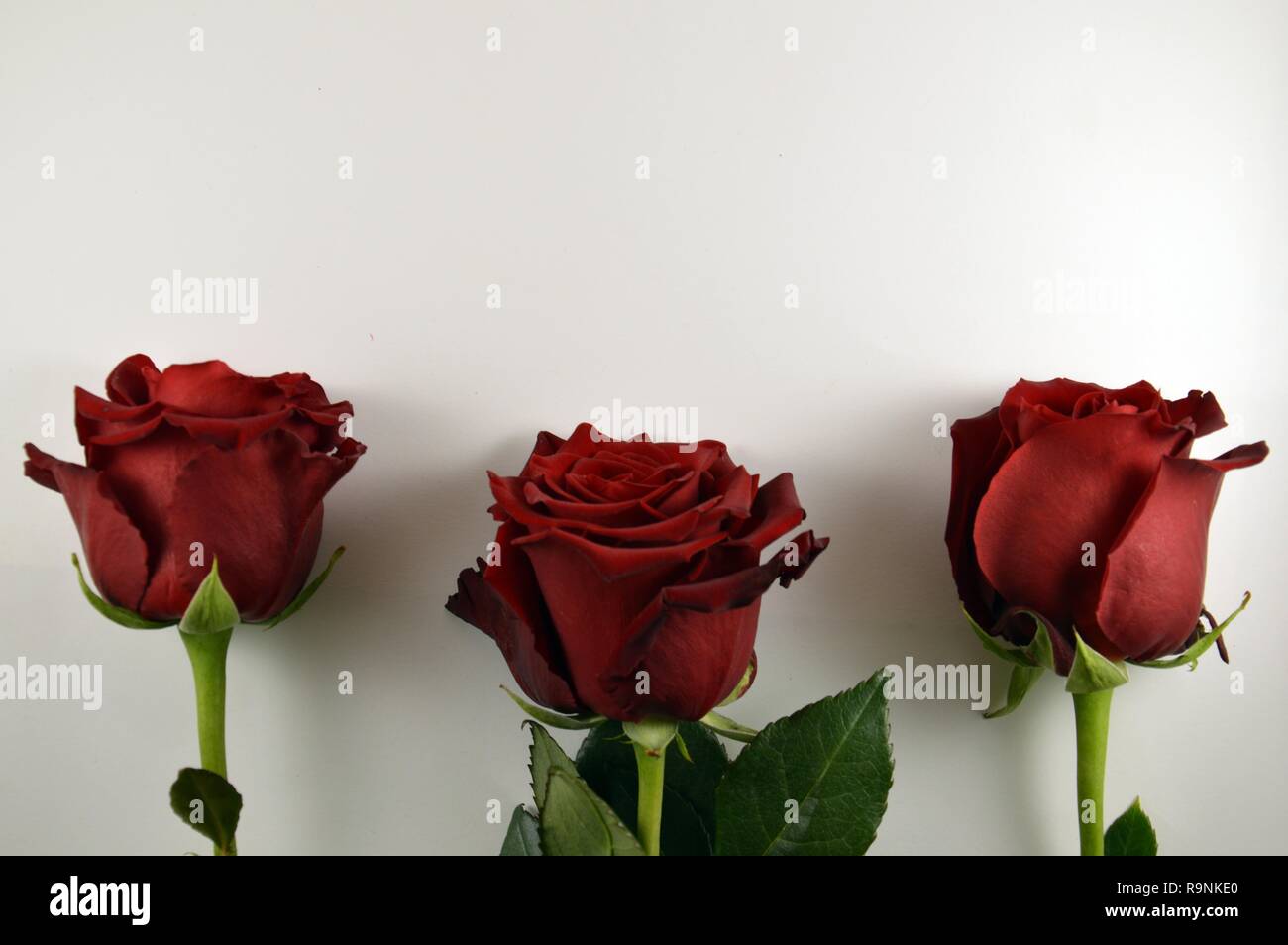 Three red rose on white background, for Valentine’s day Stock Photo - Alamy