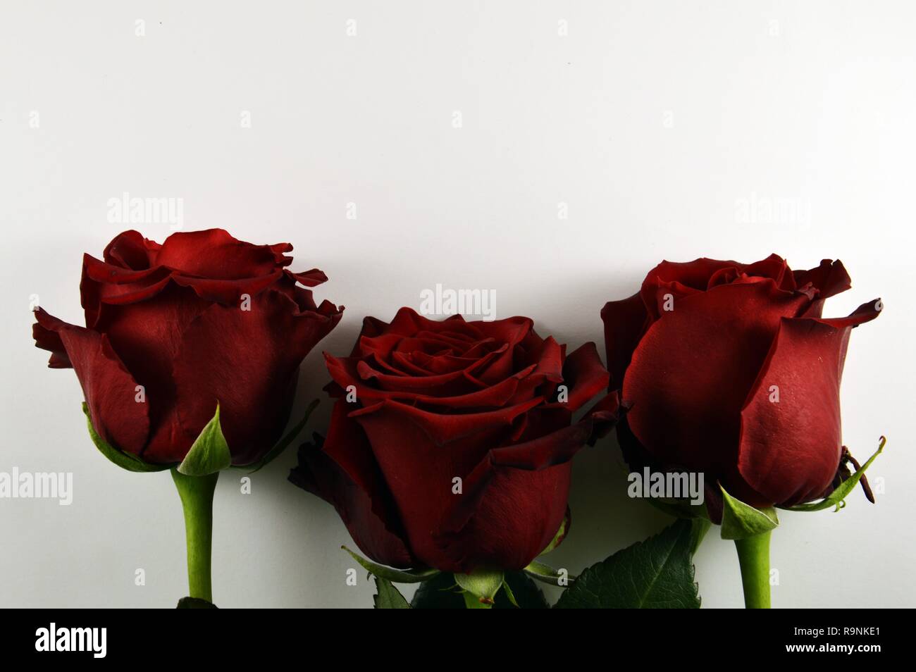 Three red rose on white background, for Valentine’s day Stock Photo - Alamy
