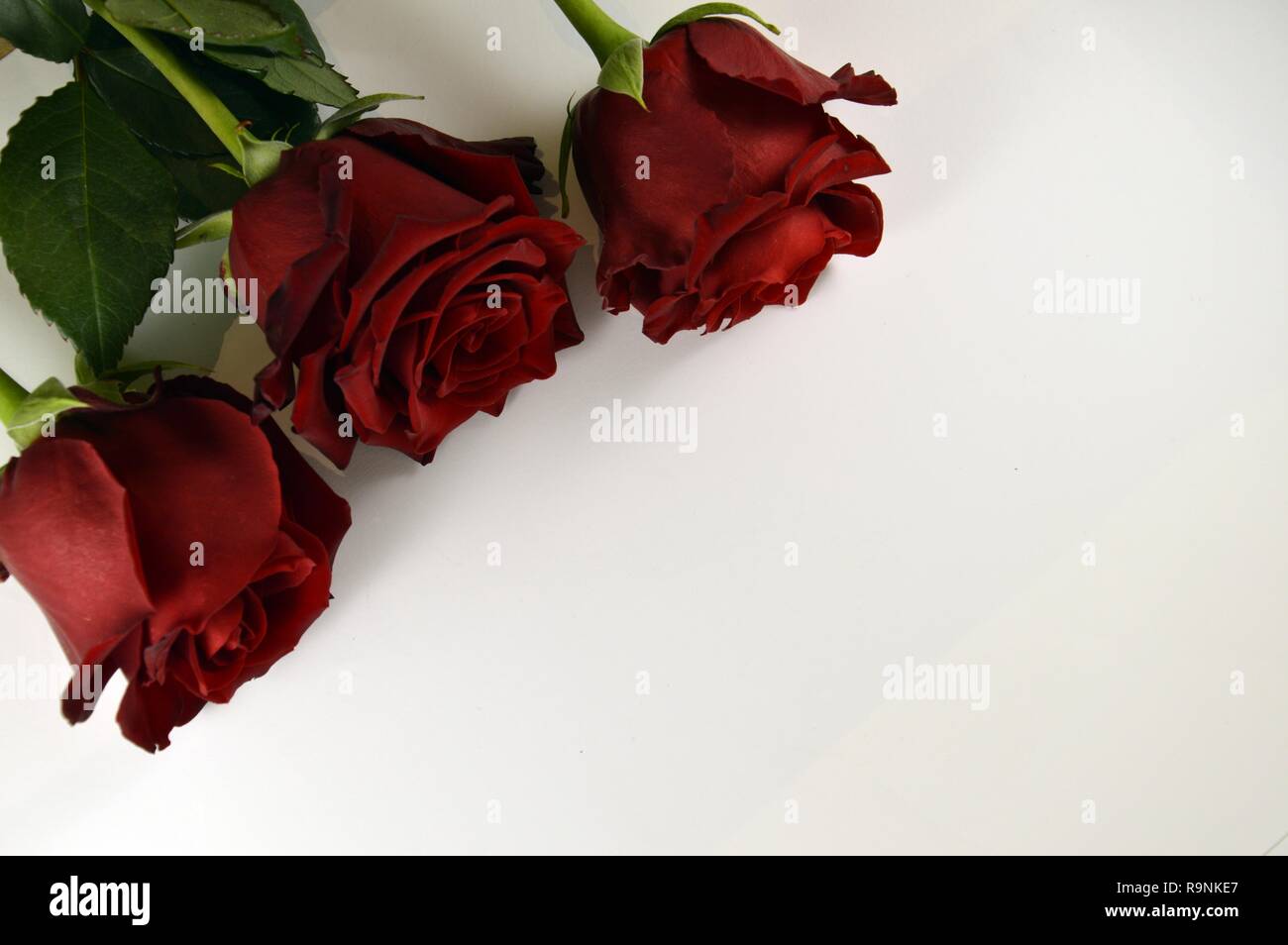 Three red rose on white background, for Valentine’s day Stock Photo - Alamy