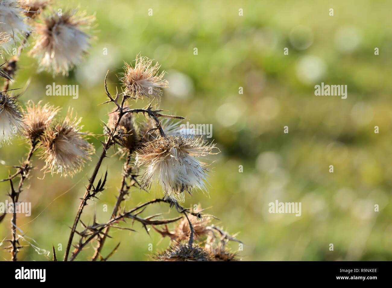 Roadside thistle hi-res stock photography and images - Alamy