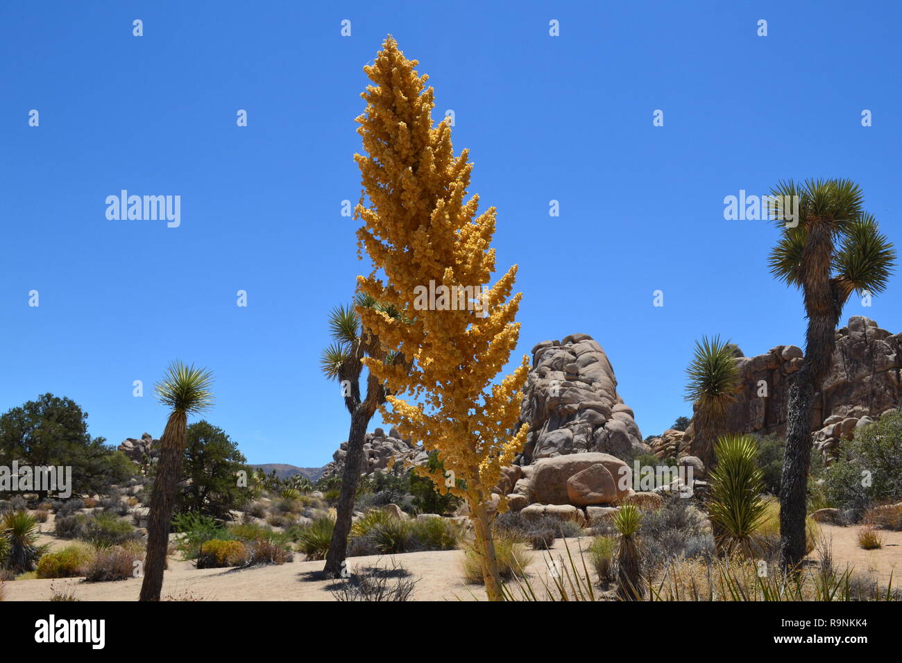 A tall, straight yucca growing in Joshua Tree National Park, California ...
