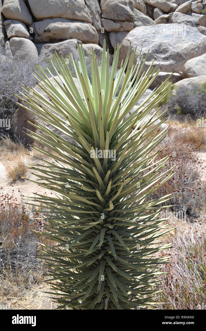 Yucca plant moth hi-res stock photography and images - Alamy