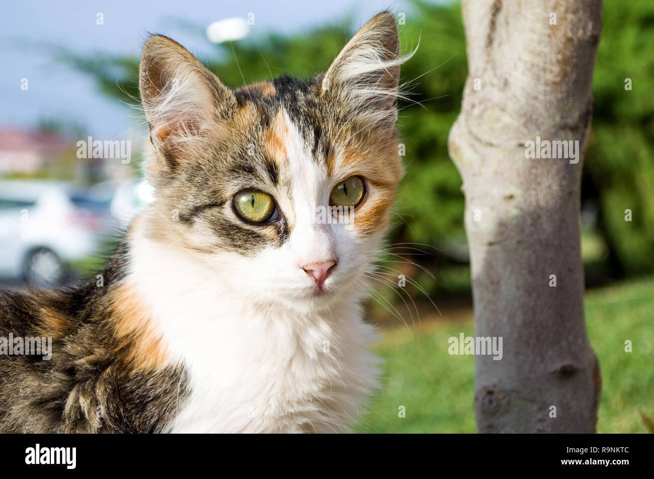 Cute cat looking at the camera Stock Photo - Alamy