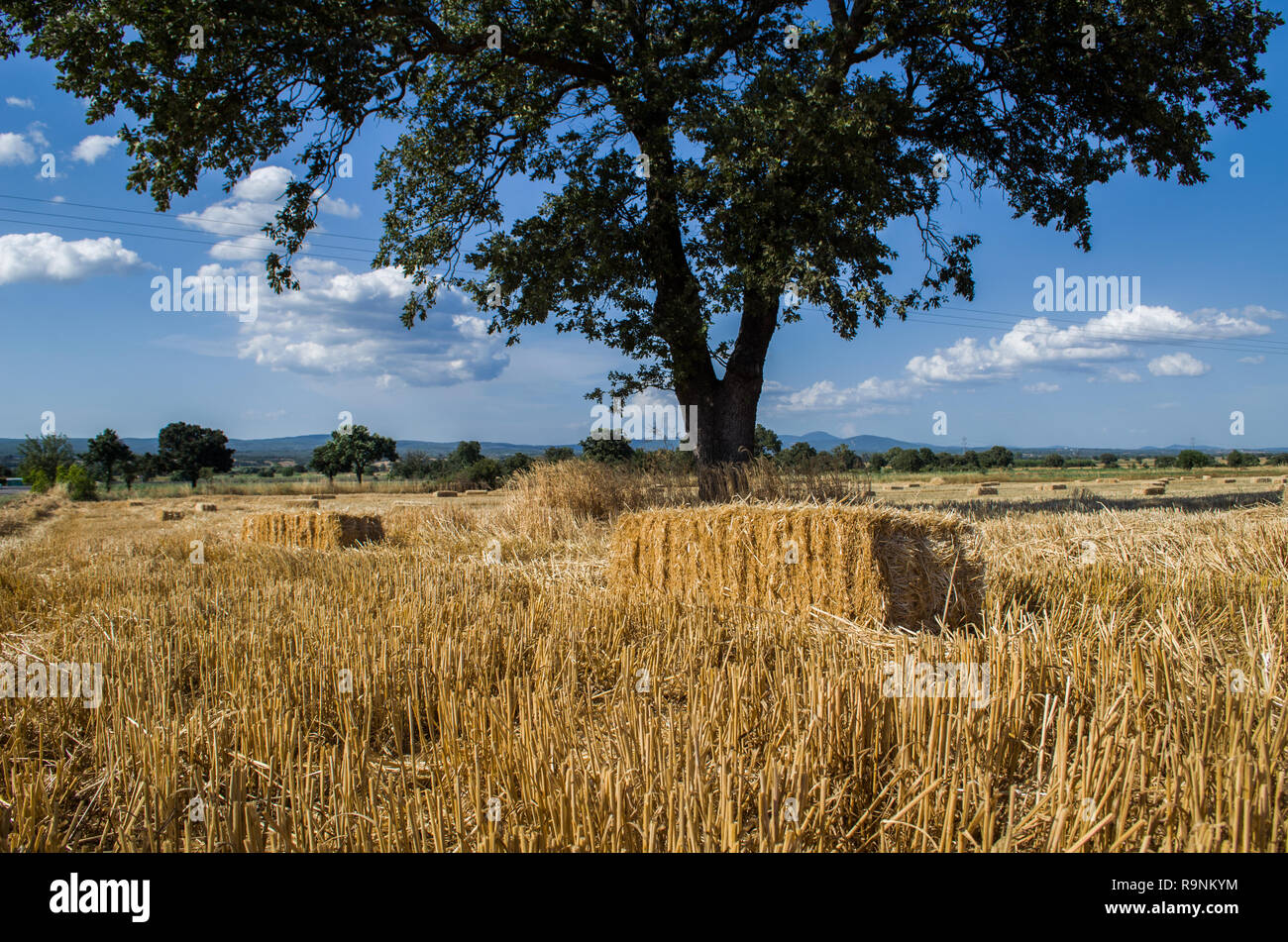 Hay bales and twin oak tree on field in summer Stock Photo - Alamy