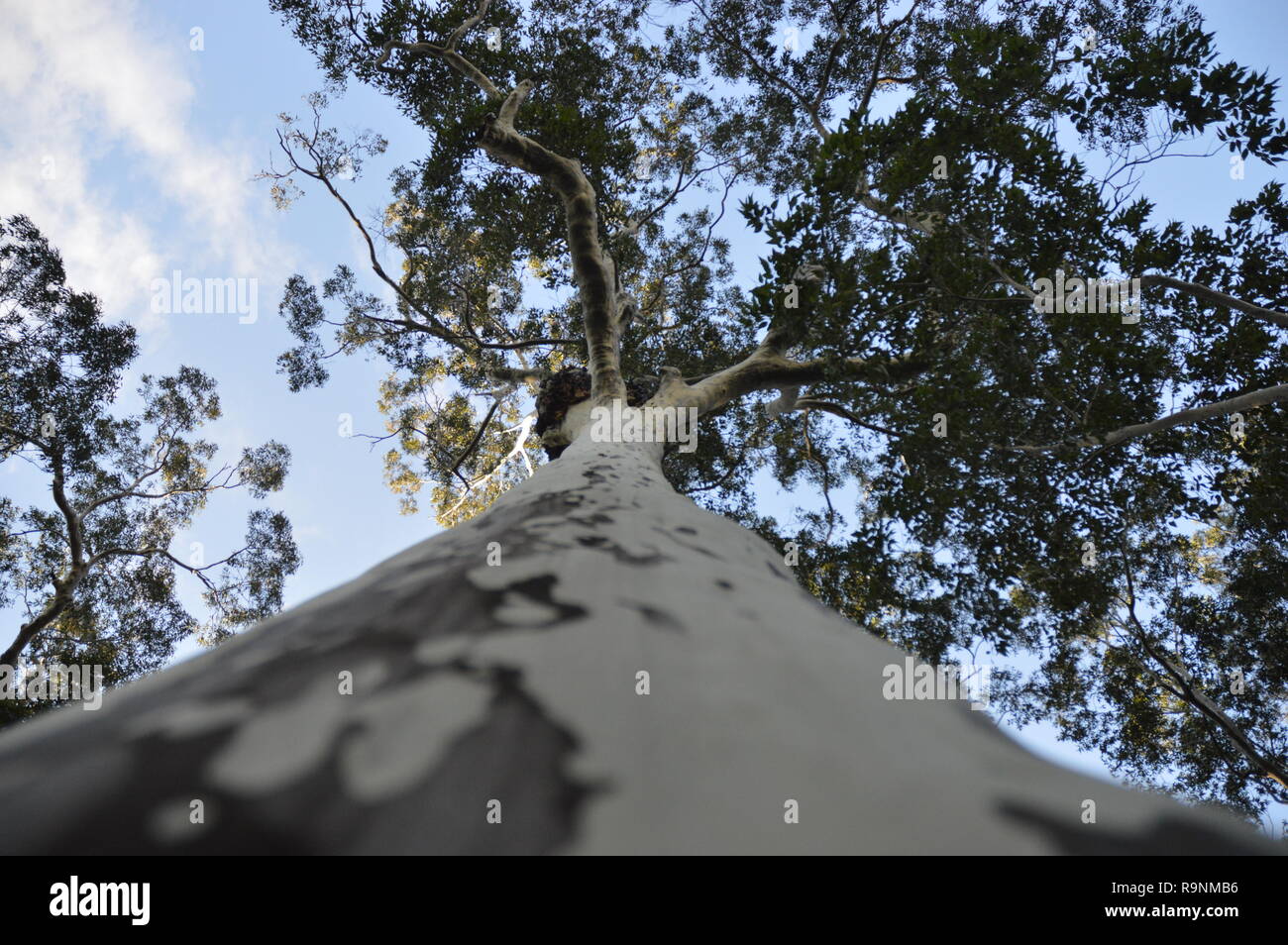 From tree of life hi-res stock photography and images - Alamy