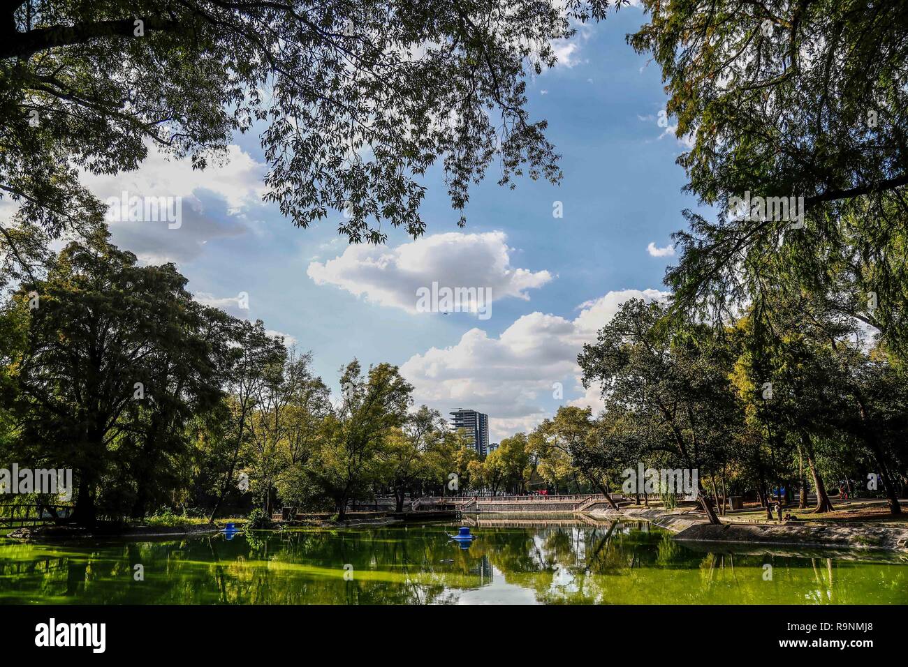 Lake and forest The forest of Chapultepec. urban park in Mexico City ...