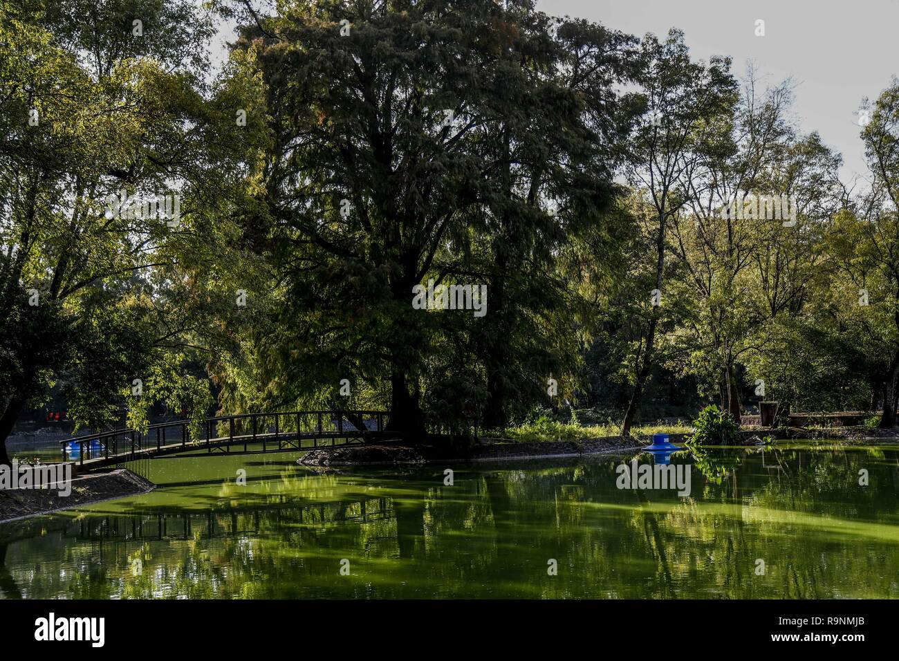 Lake and forest The forest of Chapultepec. urban park in Mexico City ...