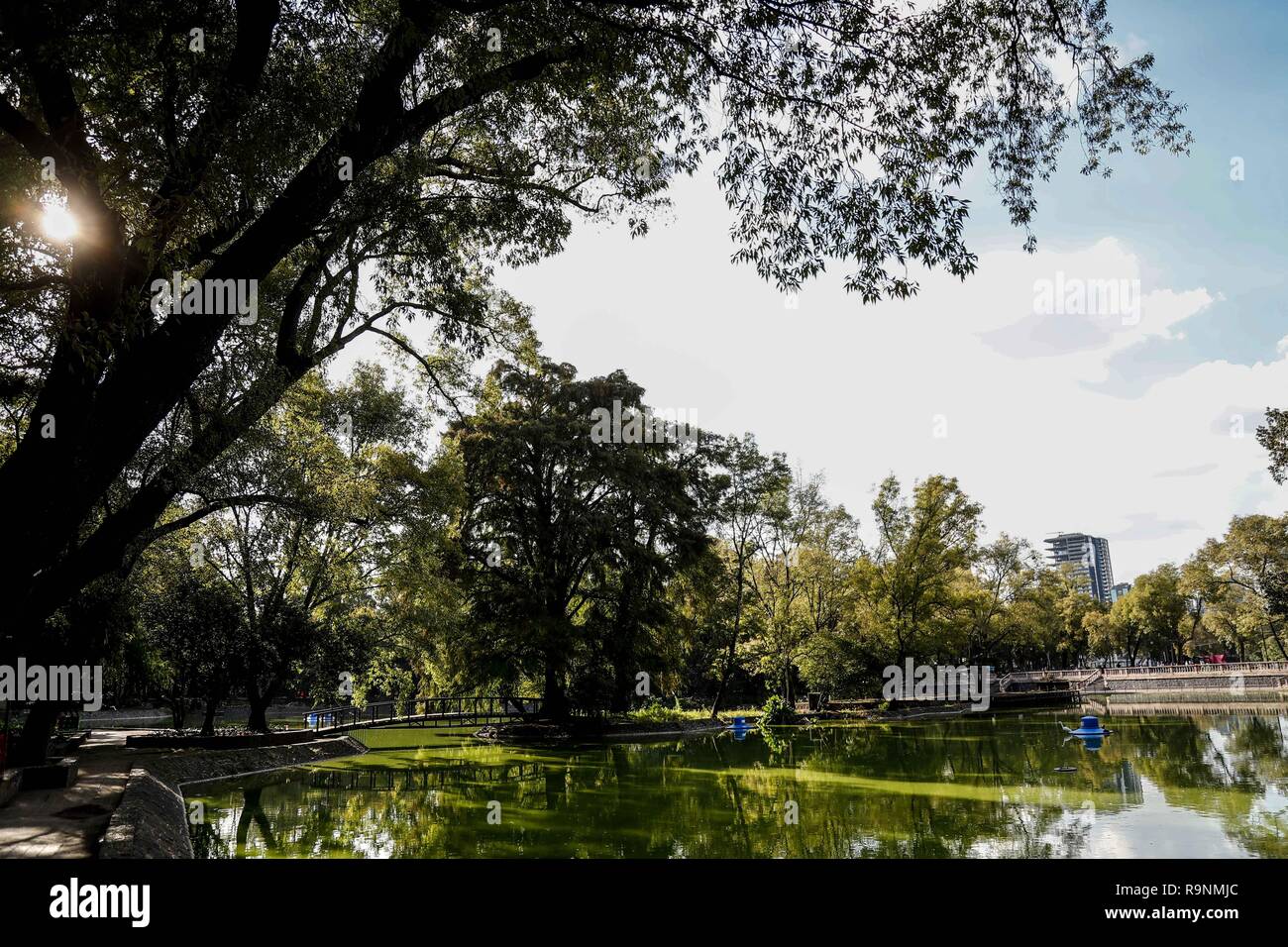 Lake and forest The forest of Chapultepec. urban park in Mexico City ...
