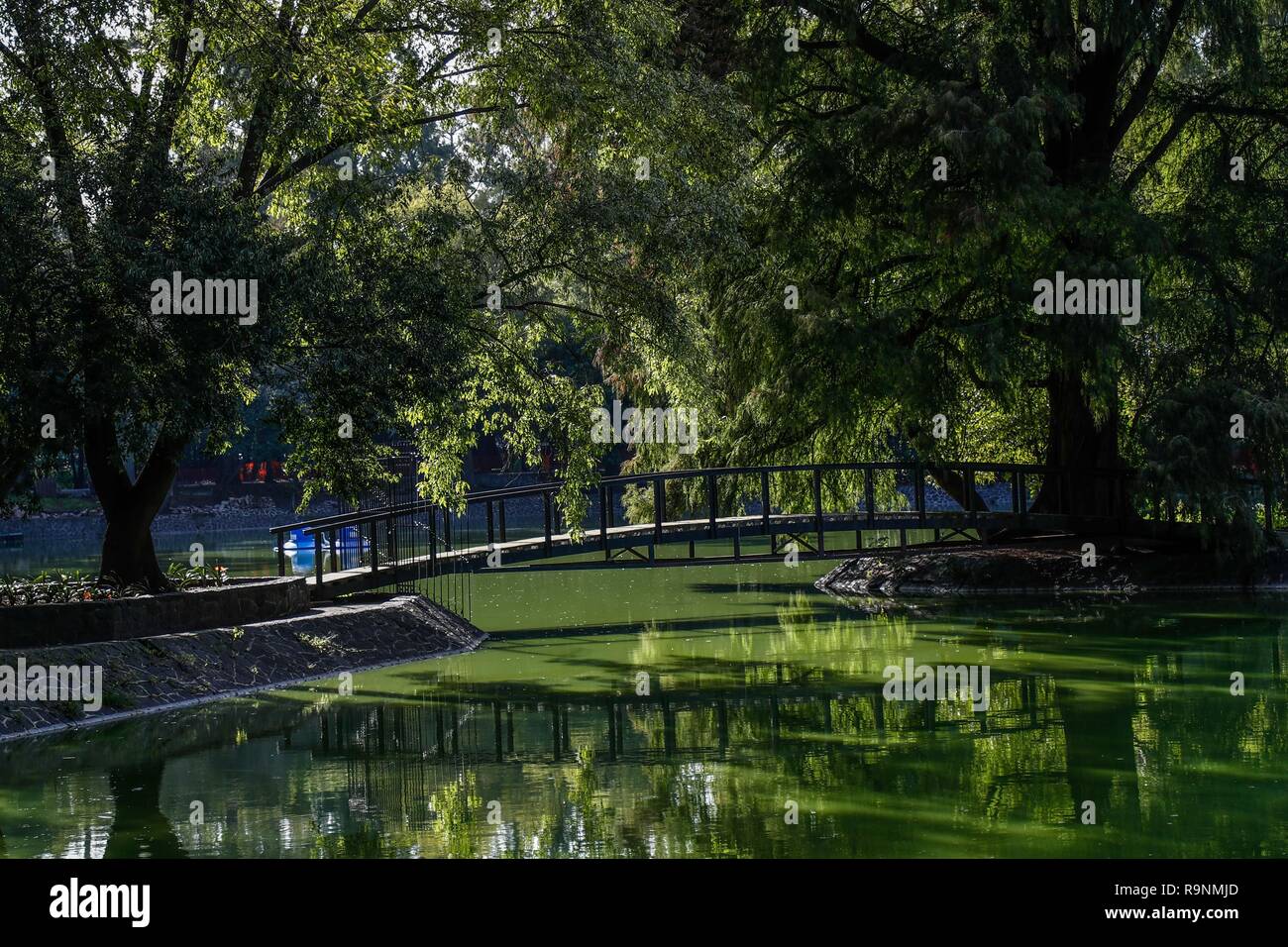 Lake and forest The forest of Chapultepec. urban park in Mexico City ...