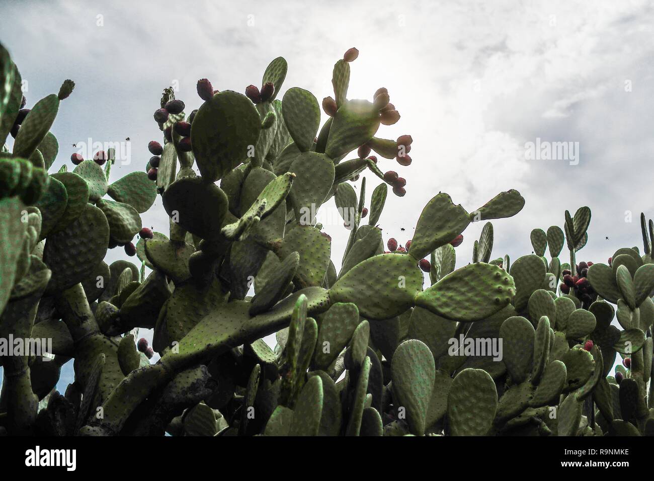 Frutas tuna hi-res stock photography and images - Alamy