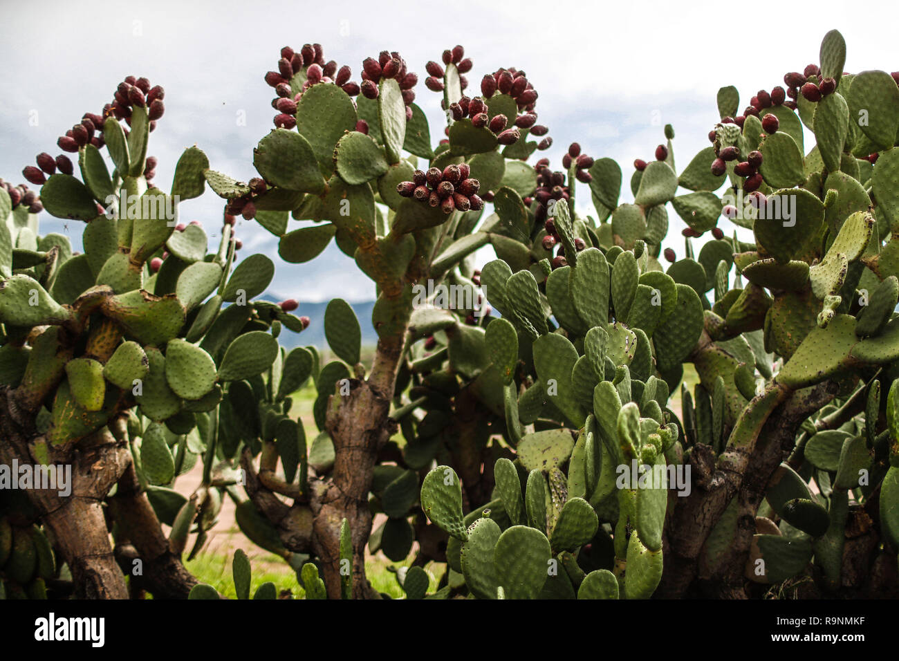 Frutas ficus hi-res stock photography and images - Alamy