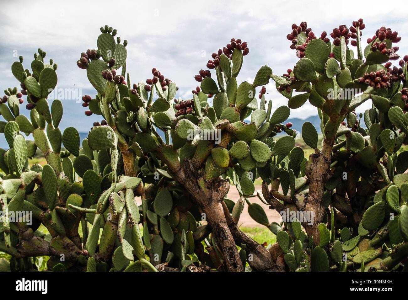 Pencas of the cactus. catus with tuna fruit. Opuntia ficus-indica ...