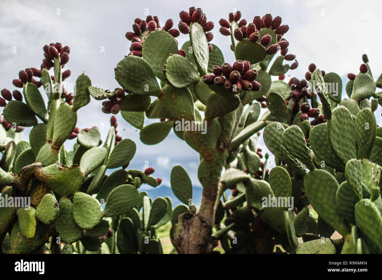 Pencas of the cactus. catus with tuna fruit. Opuntia ficus-indica ...