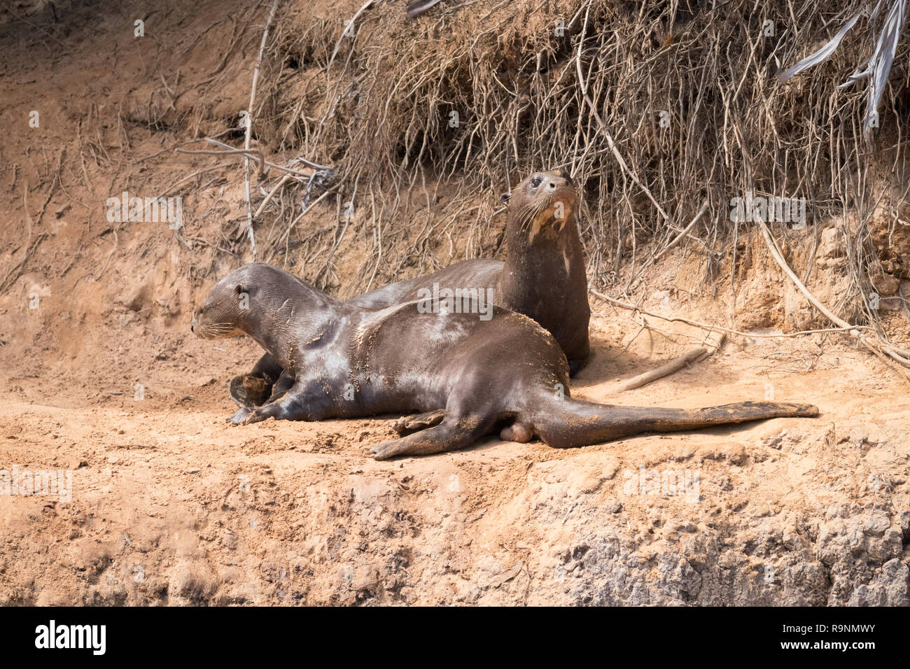 Giant otter in Pantanal, Brazil Stock Photo - Alamy