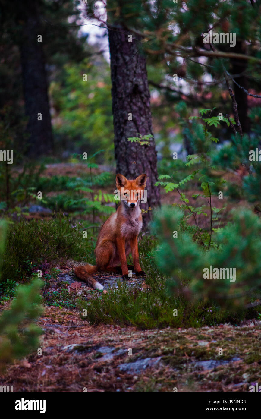 A fox staring at the photographer, shot in Rauma, Finland Stock Photo ...
