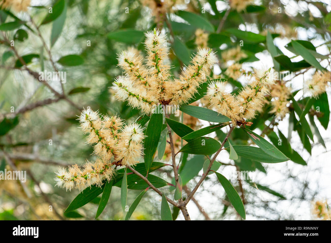 Niaouli tree melaleuca quinquenervia hi-res stock photography and ...