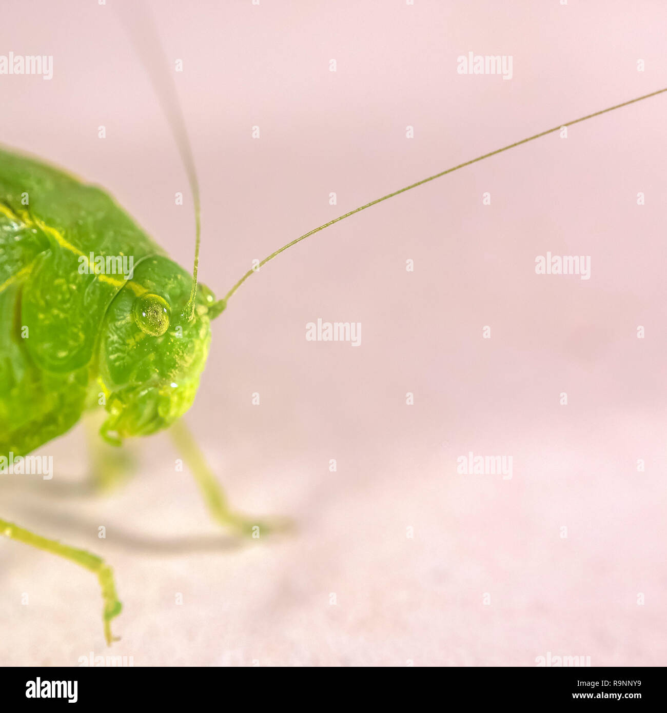 A bright green bush cricket or Tettigoniidae Stock Photo - Alamy