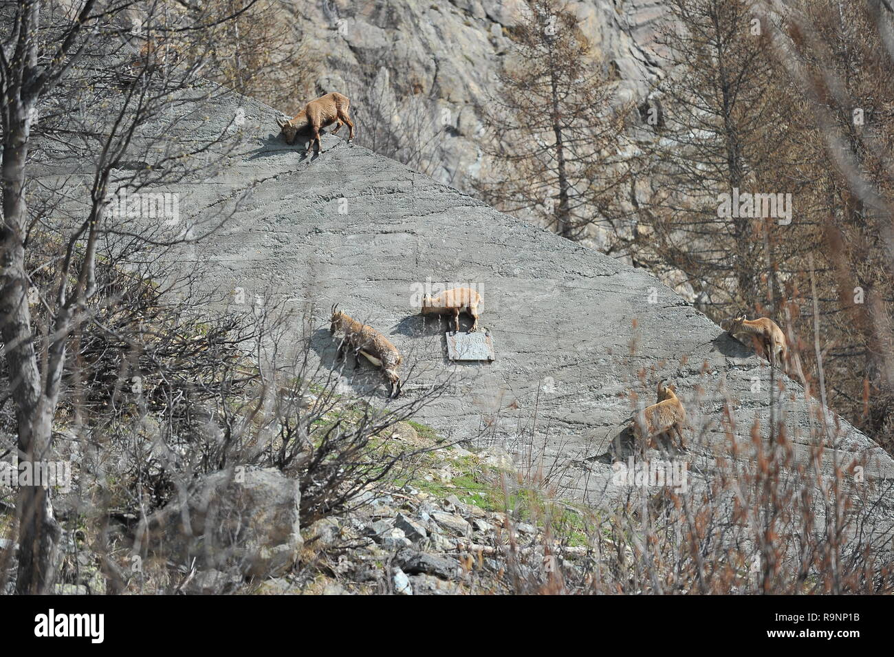 Alpine ibex rock climber Stock Photo - Alamy