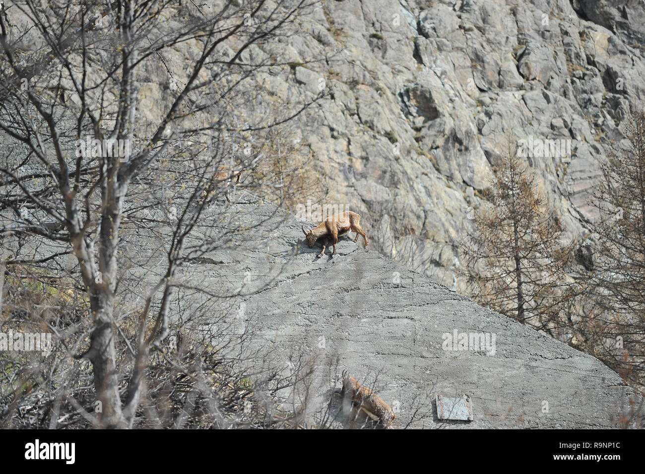 Alpine ibex rock climber Stock Photo - Alamy