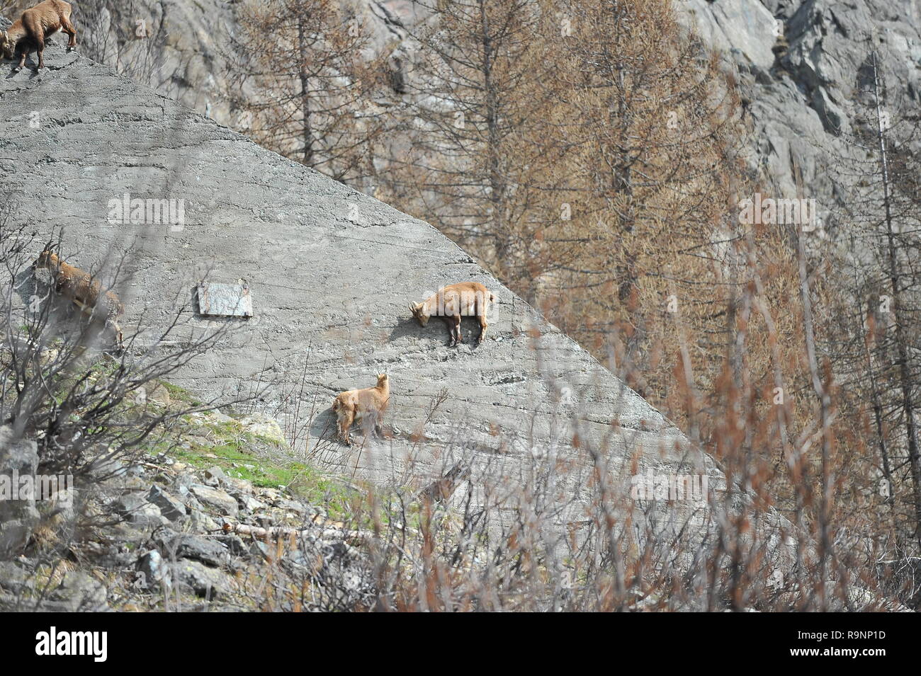 Alpine ibex rock climber Stock Photo - Alamy