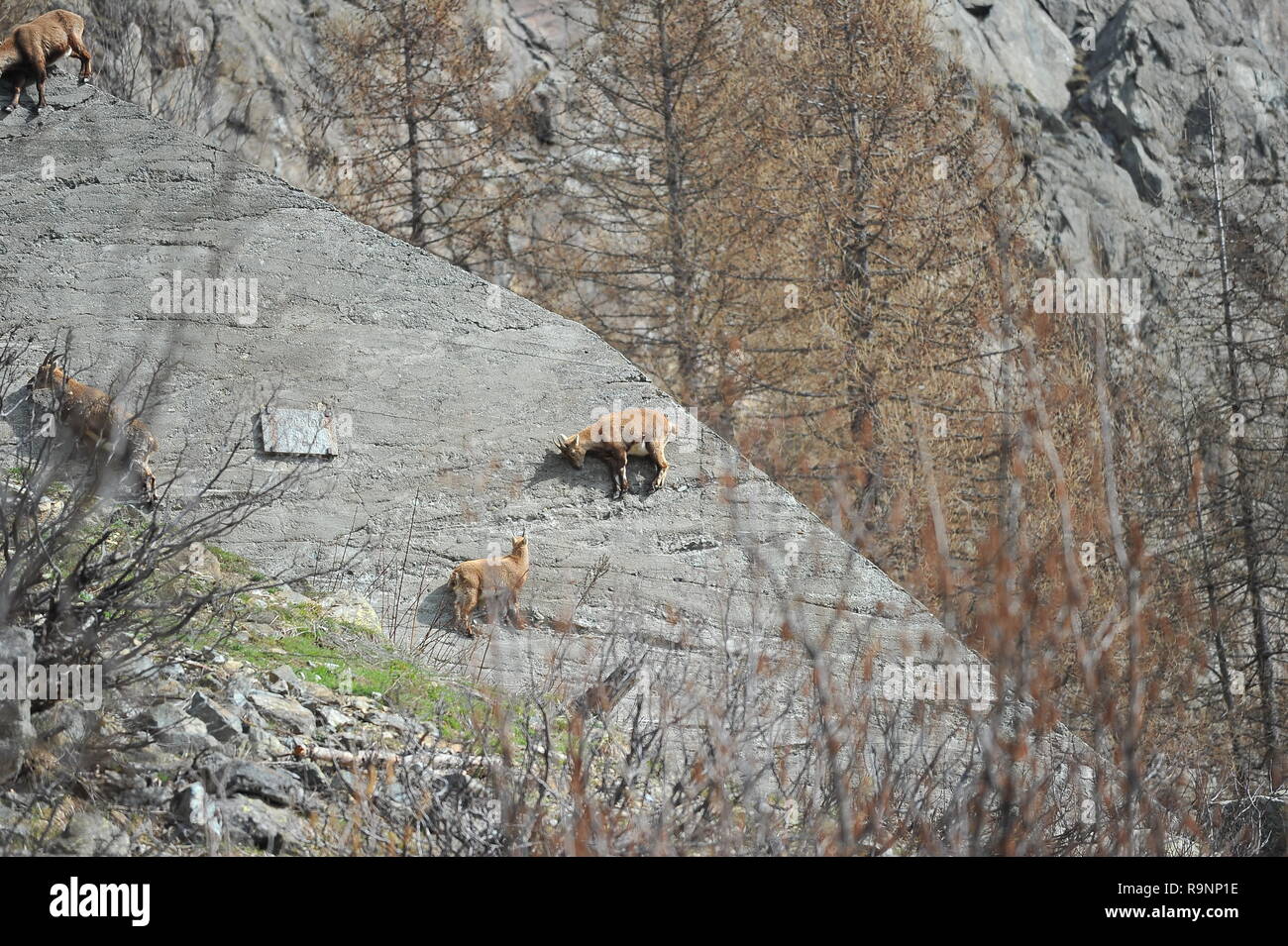 Alpine ibex rock climber Stock Photo - Alamy