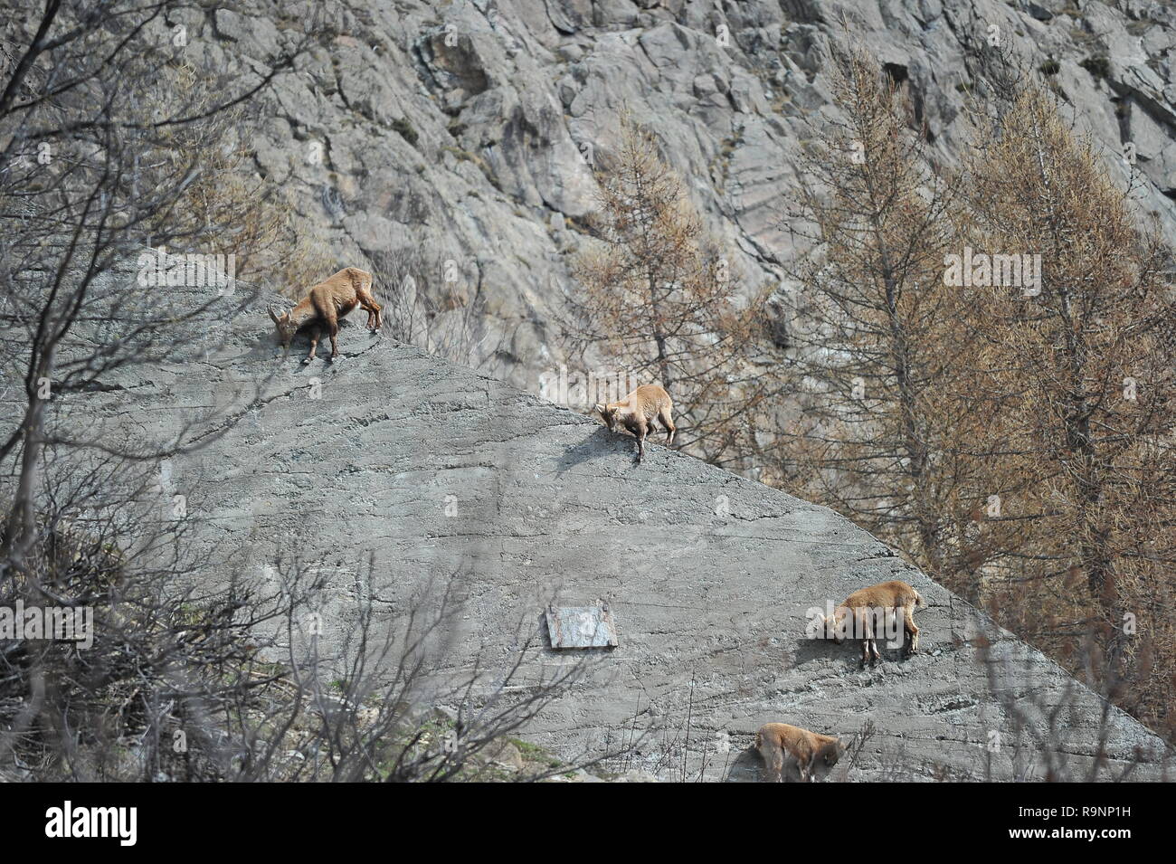 Alpine ibex rock climber Stock Photo - Alamy