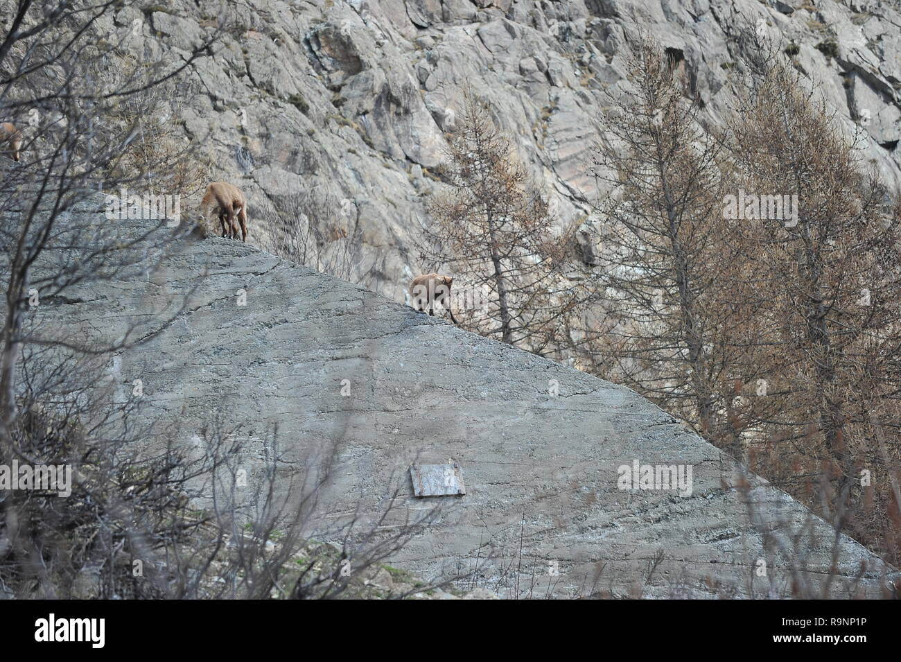 Alpine ibex rock climber Stock Photo - Alamy