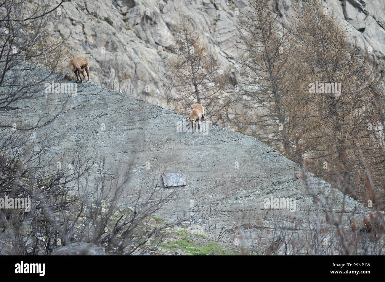 Alpine ibex rock climber Stock Photo - Alamy