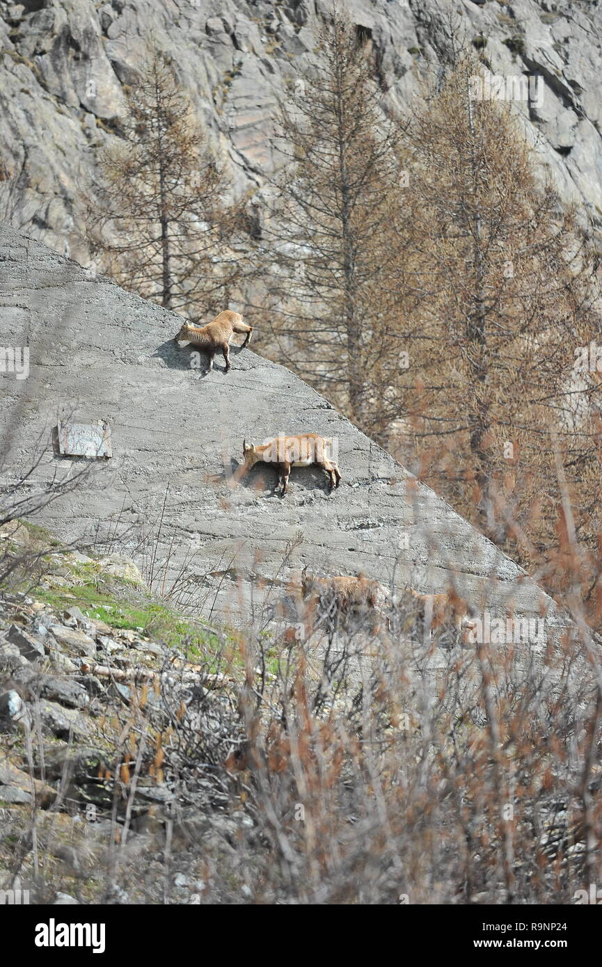 Alpine ibex rock climber Stock Photo - Alamy