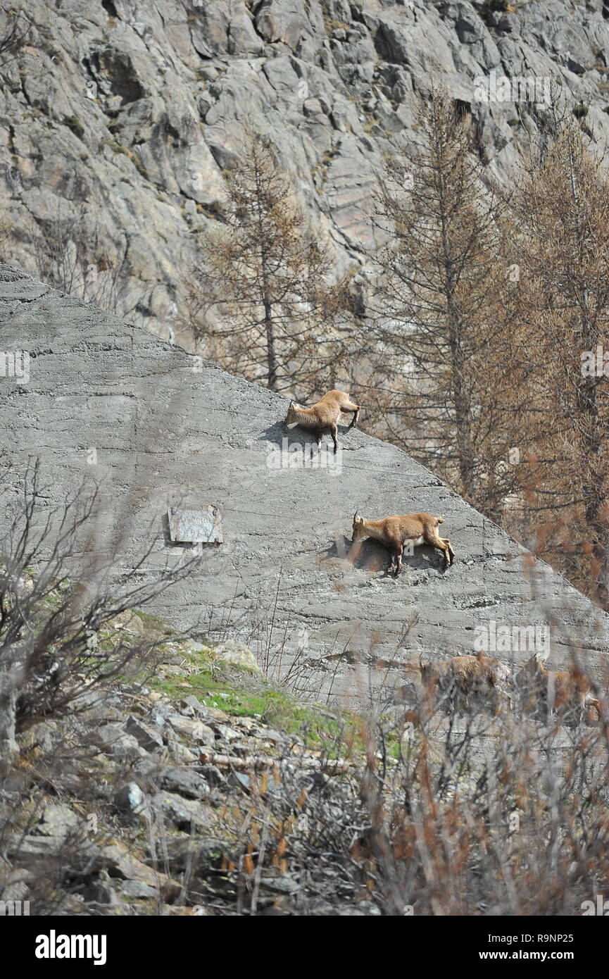 Alpine ibex rock climber Stock Photo - Alamy