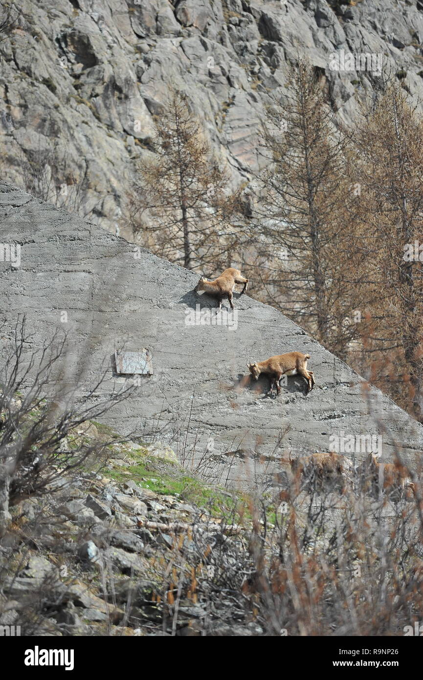 Alpine ibex rock climber Stock Photo - Alamy