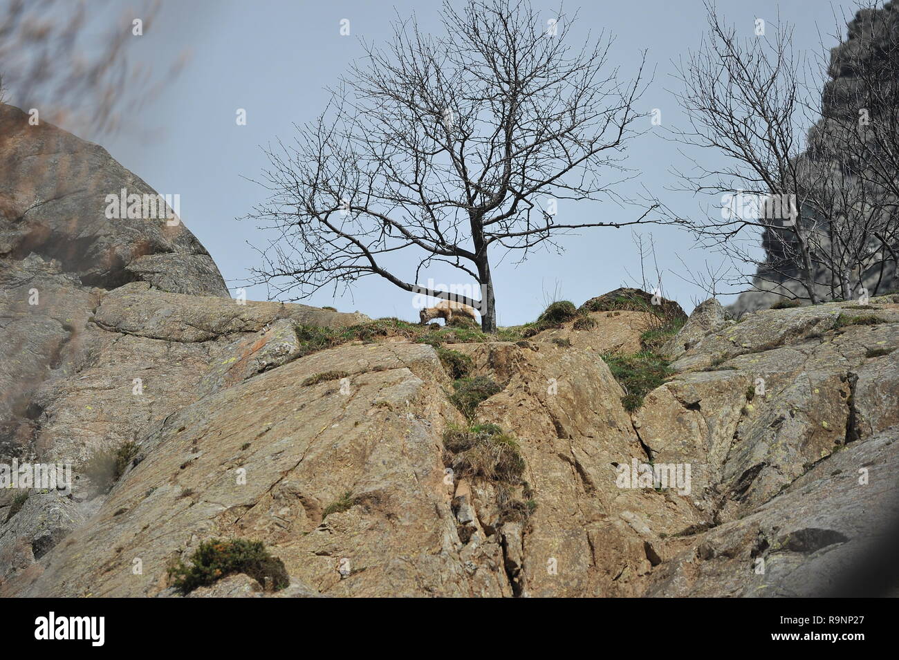 Alpine ibex rock climber Stock Photo - Alamy