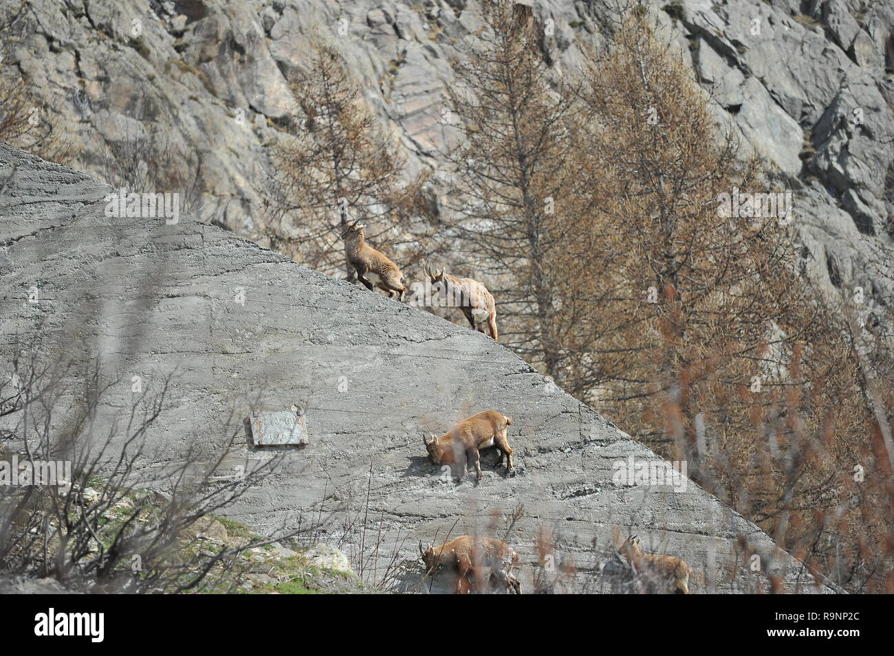 Alpine ibex rock climber Stock Photo - Alamy