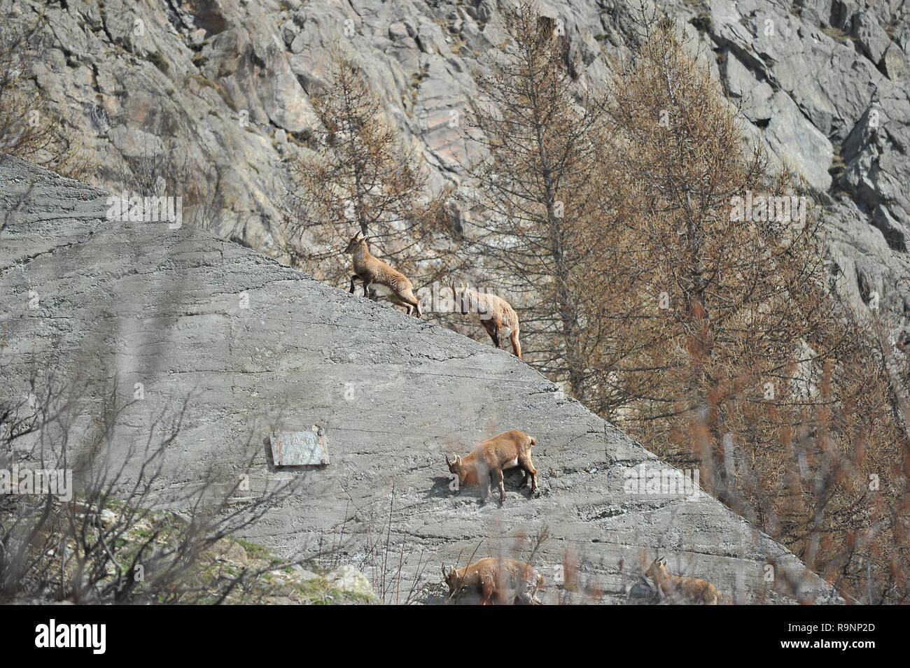 Alpine ibex rock climber Stock Photo - Alamy