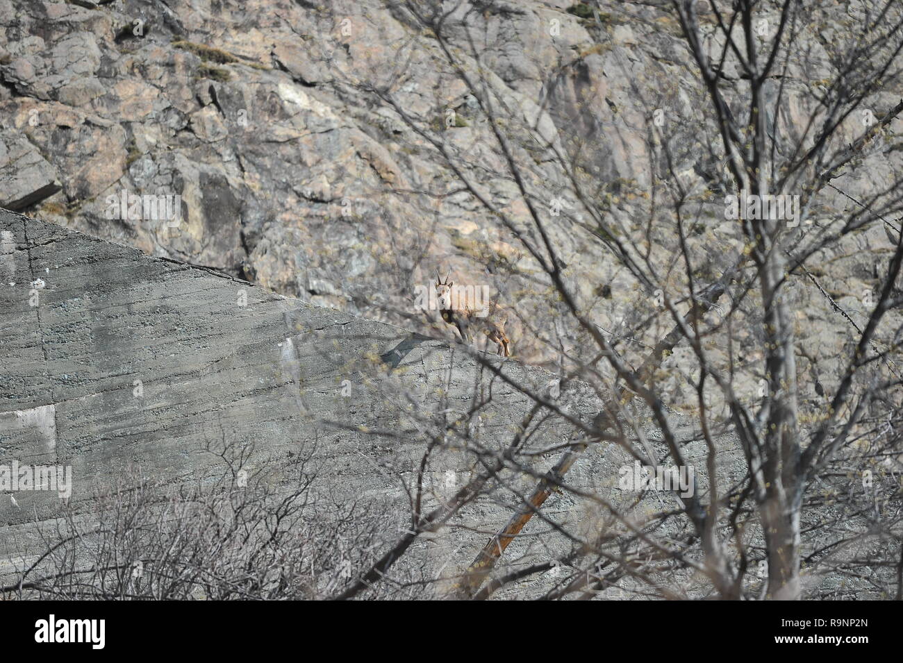 Alpine ibex rock climber Stock Photo - Alamy