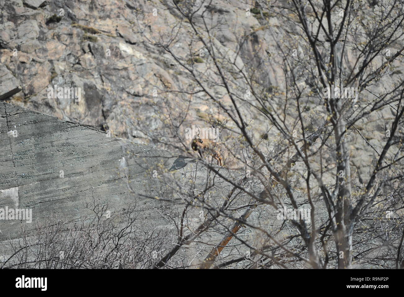 Alpine ibex rock climber Stock Photo - Alamy