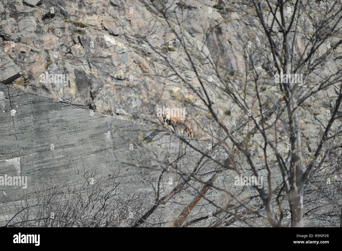 Alpine ibex rock climber Stock Photo - Alamy