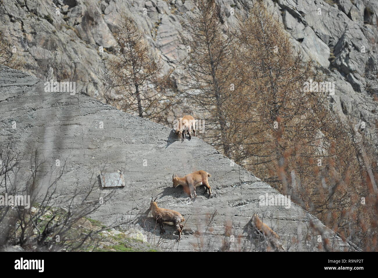Alpine ibex rock climber Stock Photo - Alamy