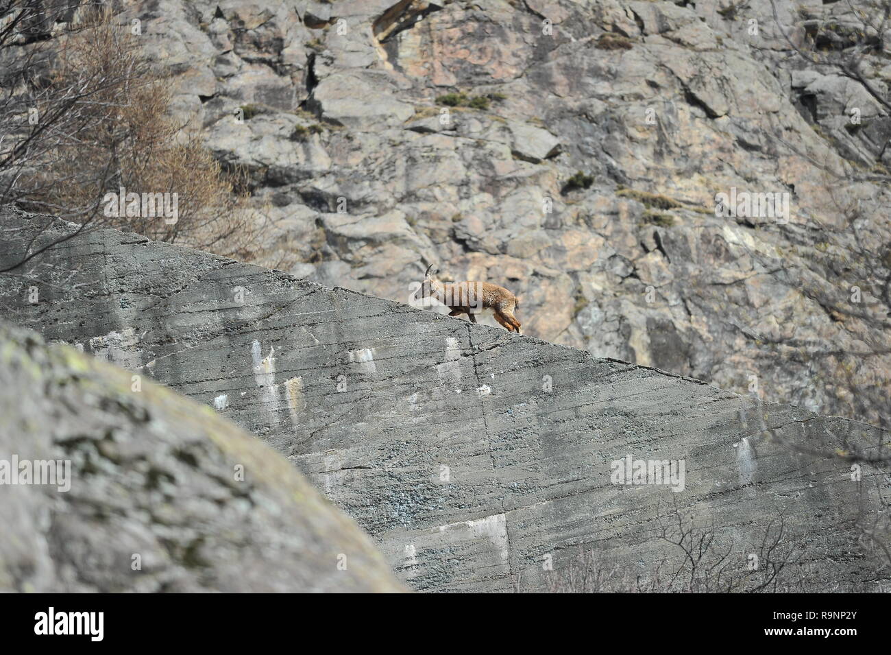 Alpine ibex rock climber Stock Photo - Alamy