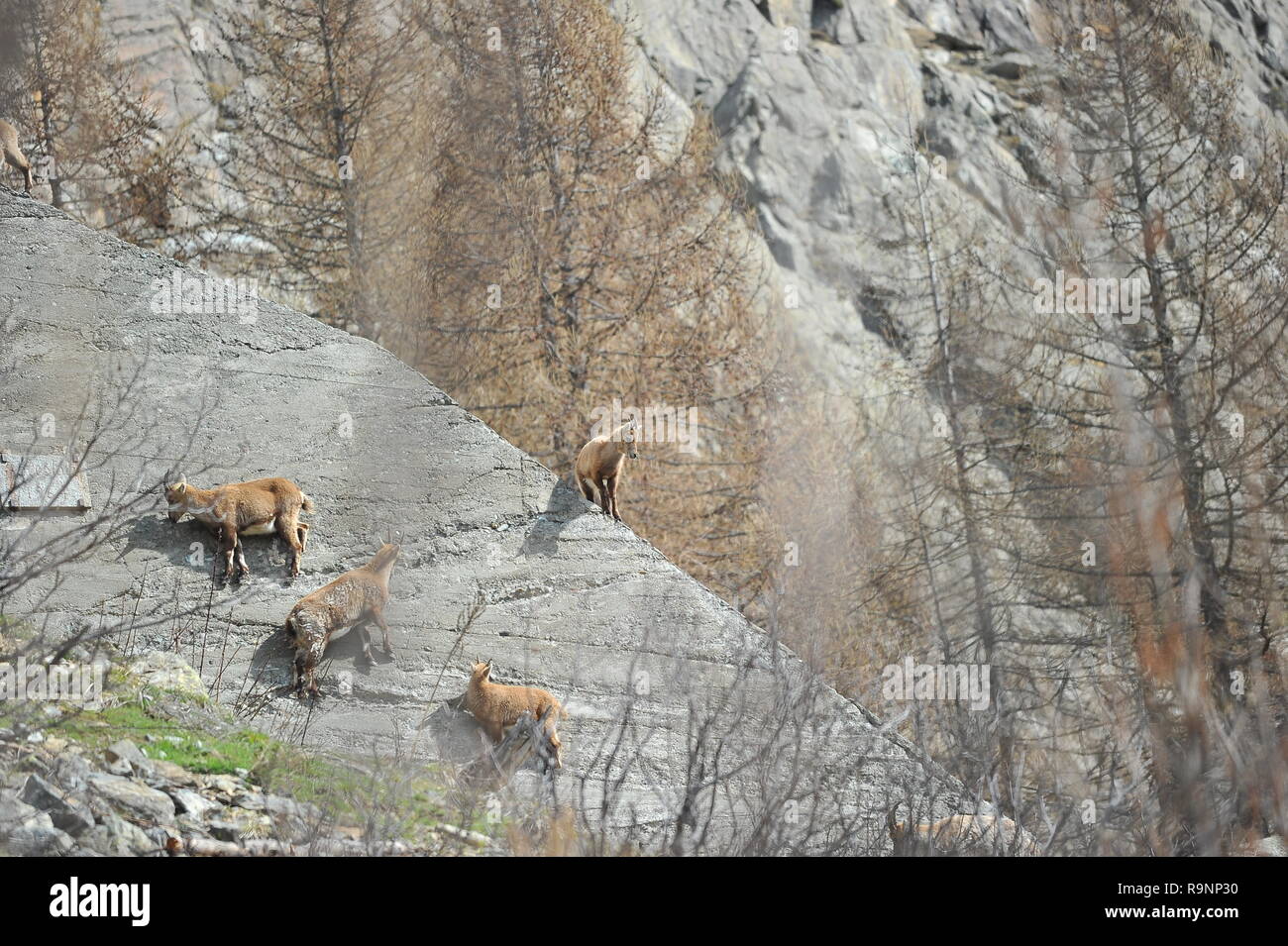 Alpine ibex rock climber Stock Photo - Alamy
