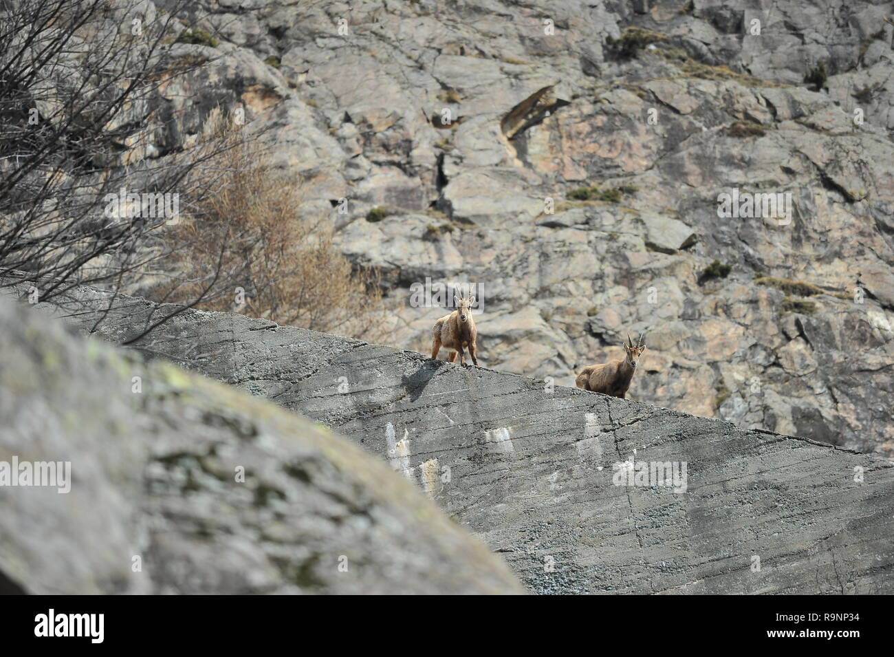 Alpine ibex rock climber Stock Photo - Alamy